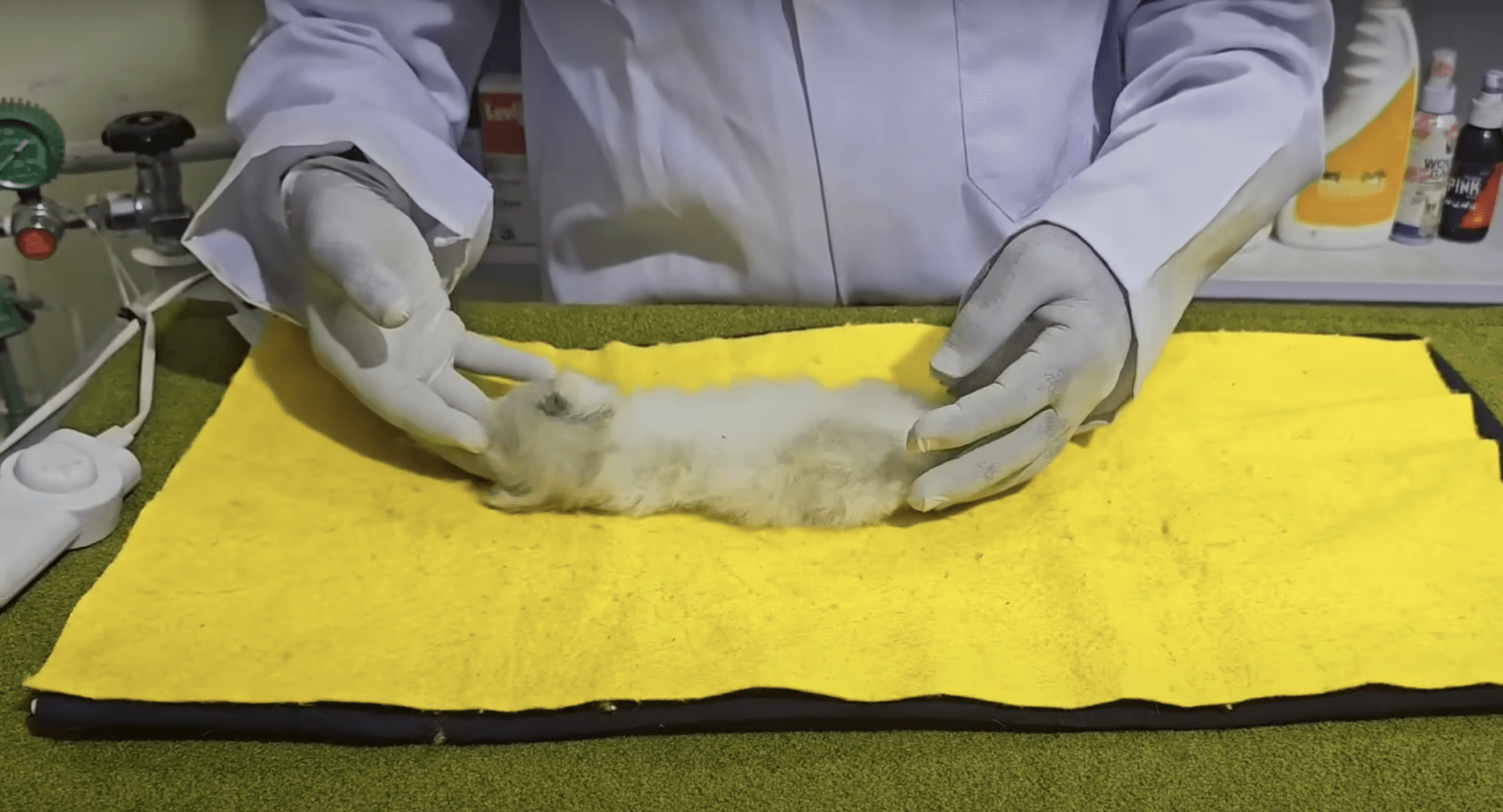 Unconscious Kitten Siblings Refused to Leave Each Other Until A Miracle ...