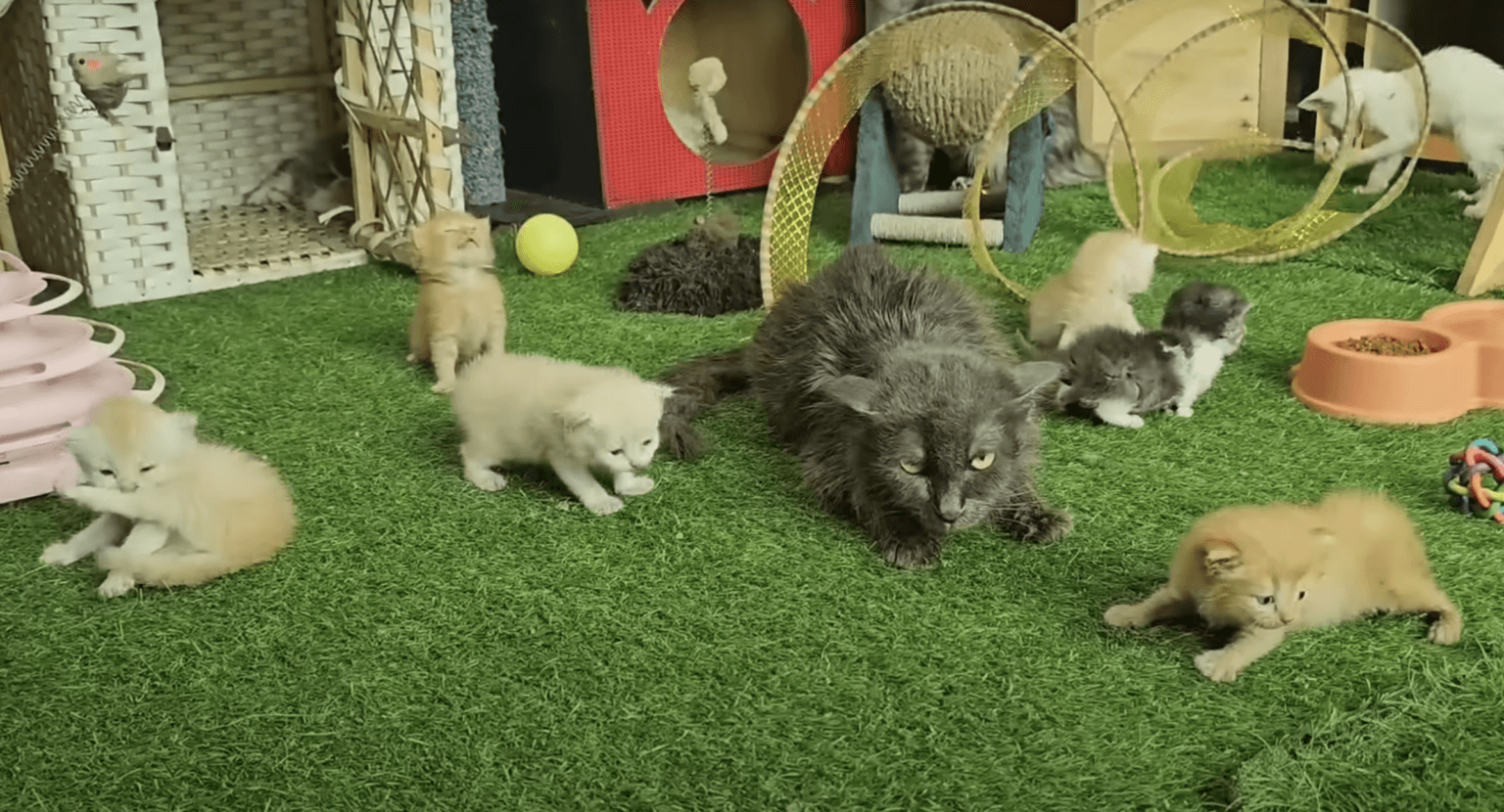 Unconscious Kitten Siblings Refused to Leave Each Other Until A Miracle ...