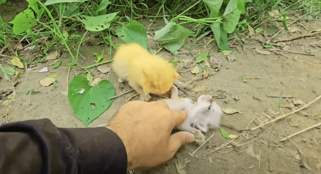 Unconscious Kitten Siblings Refused to Leave Each Other Until A Miracle ...