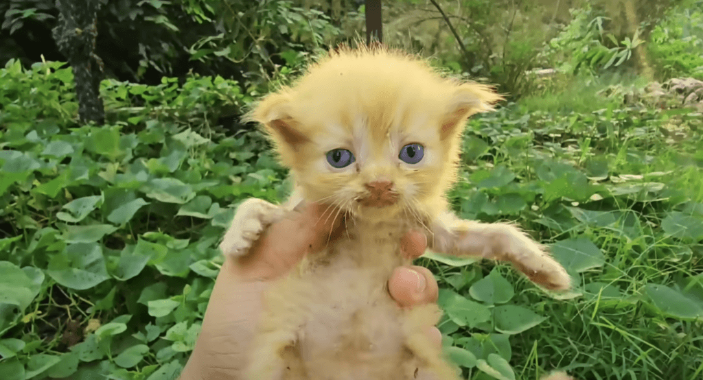 Unconscious Kitten Siblings Refused to Leave Each Other Until A Miracle ...