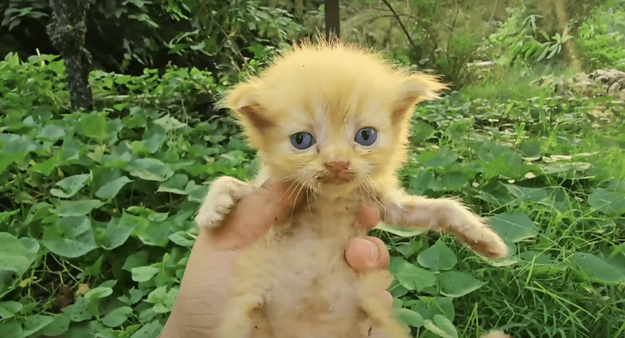 Unconscious Kitten Siblings Refused to Leave Each Other Until A Miracle ...