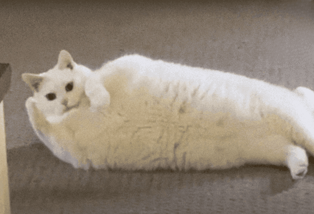 This 30-Pound Cat Fell From A Balcony And Lay Motionless—What Vets ...