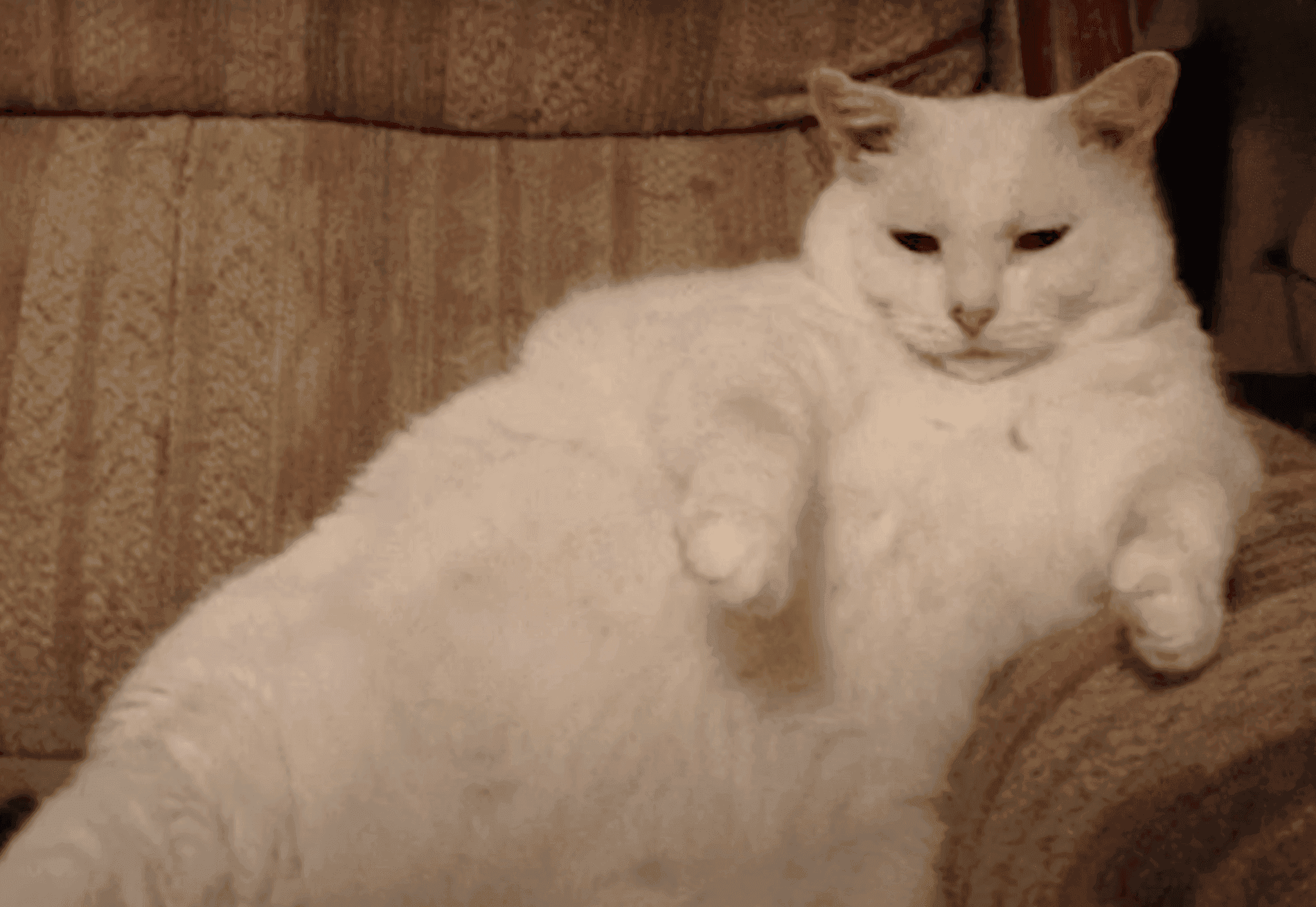 This 30-Pound Cat Fell From A Balcony And Lay Motionless—What Vets ...