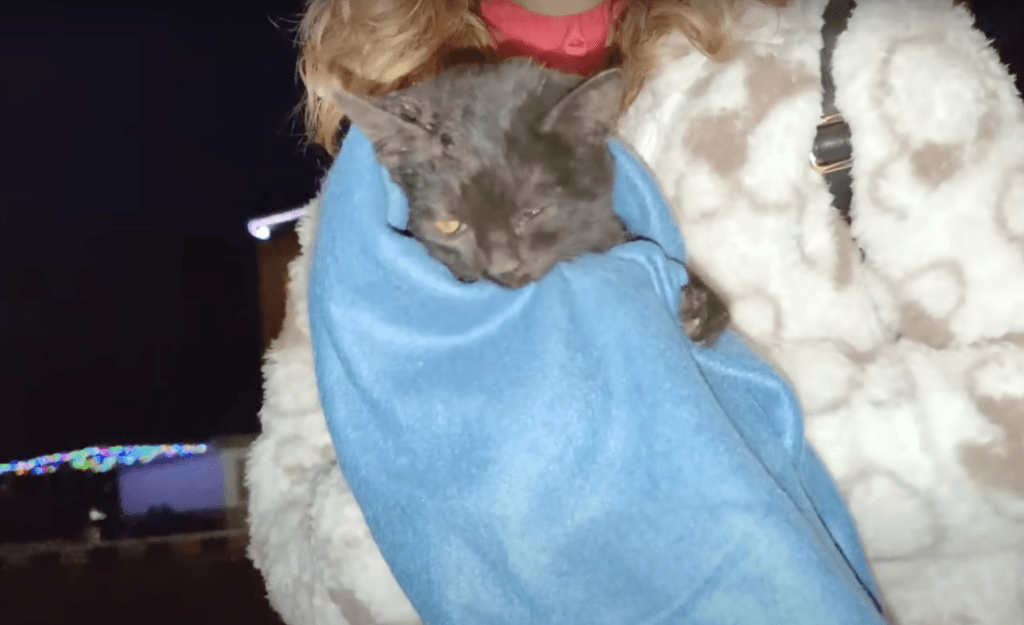 Stray Cat Hit By A Speeding Car Was Rushed To The Clinic Where Vets ...