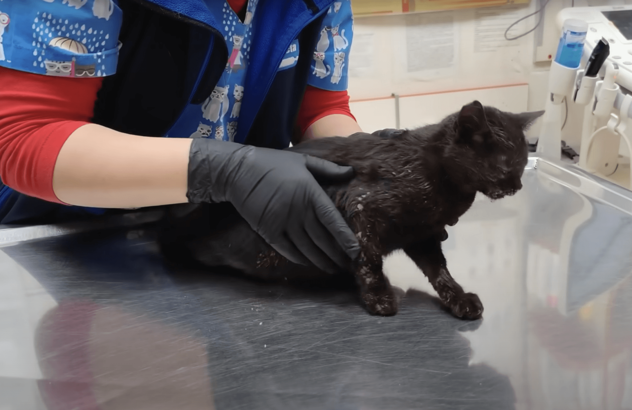 Stray Cat Hit By A Speeding Car Was Rushed To The Clinic Where Vets ...