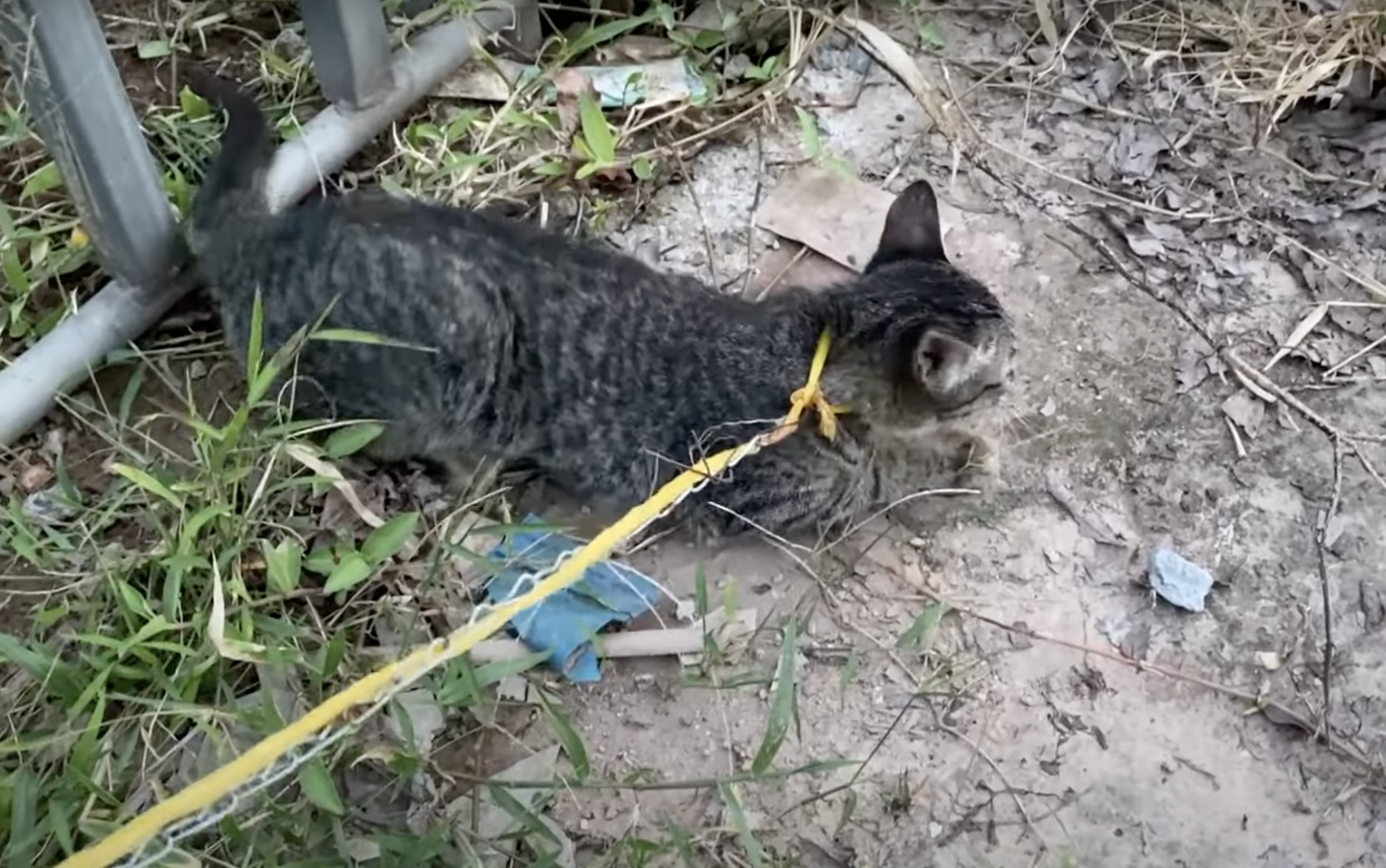 Dumped Cat Was Chained To A Fence When A Local Found The Shocking ...