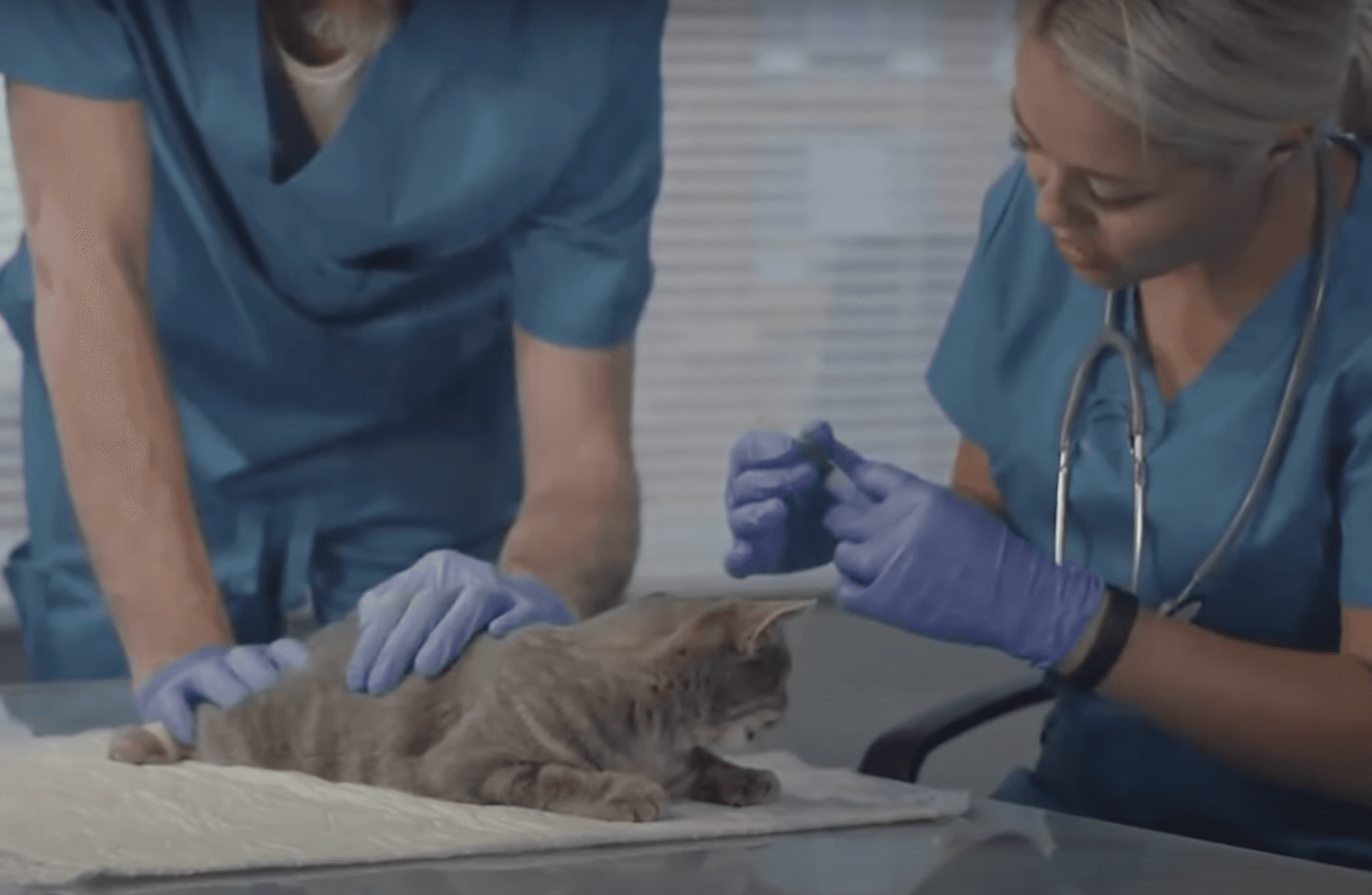 This Homeless Cat Was Dying From A Swollen Belly Until Vets Discovered ...