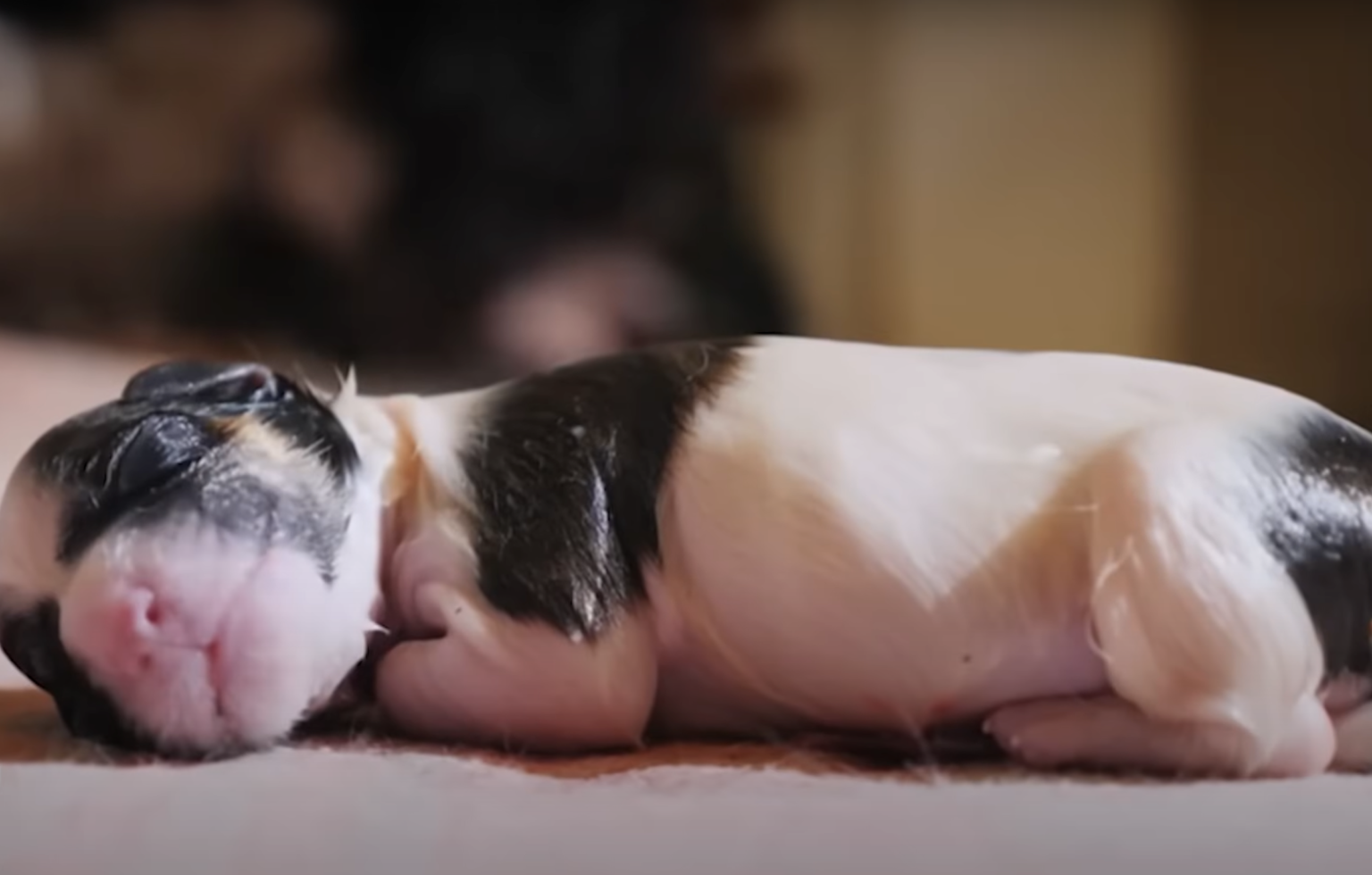 This Cat ‘Kidnapped’ Her Neighbor’s Puppies But The Real Story Will ...