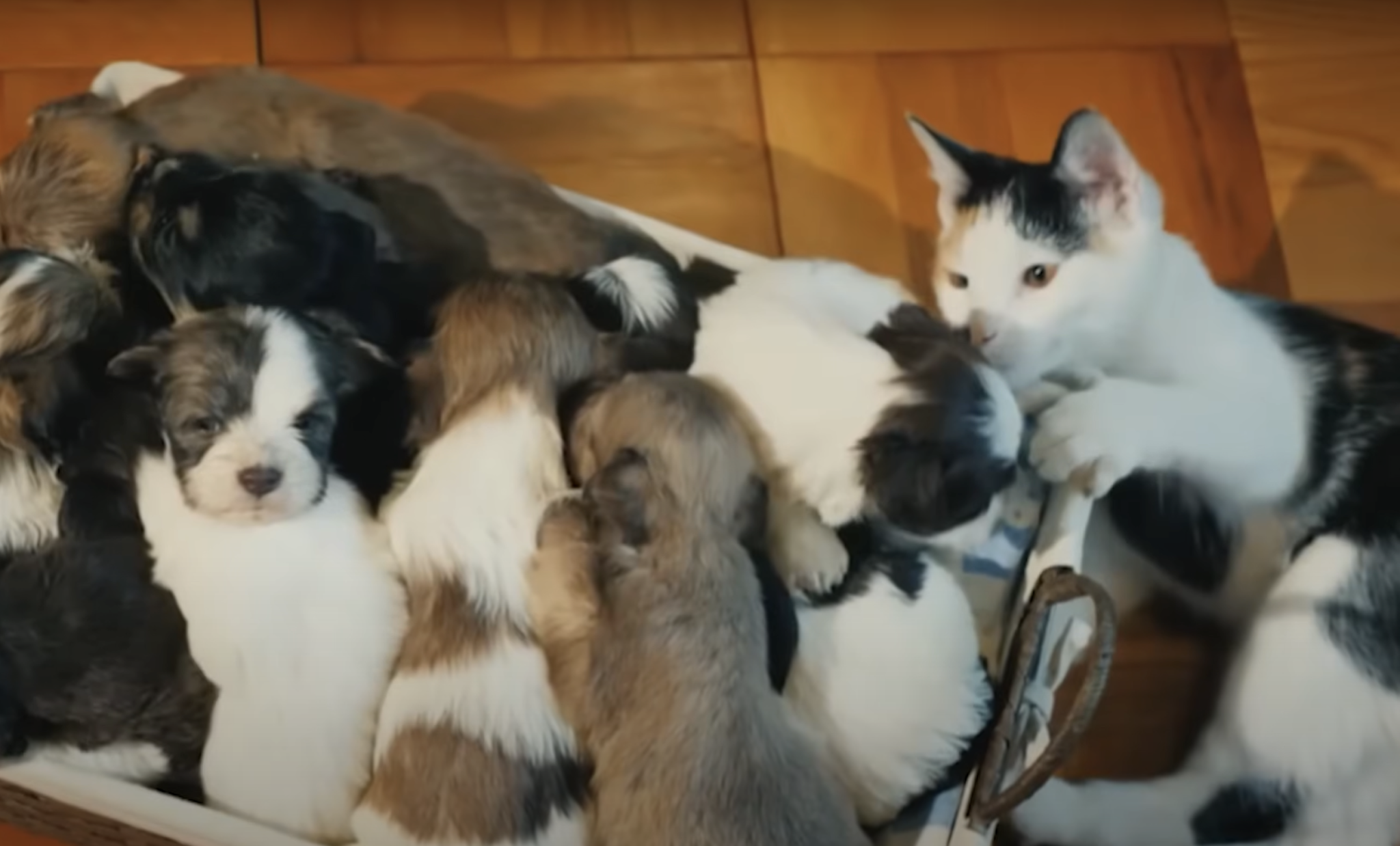 This Cat ‘Kidnapped’ Her Neighbor’s Puppies But The Real Story Will ...