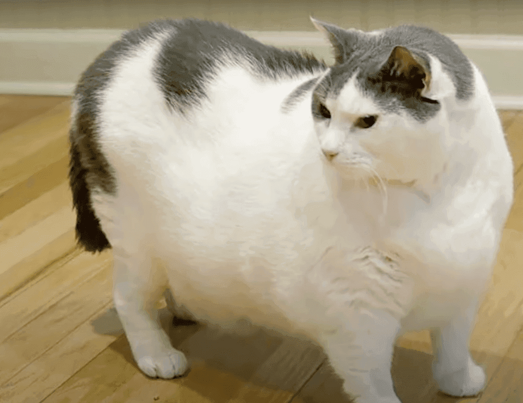 This 30-Pound Cat Fell From A Balcony And Lay Motionless—What Vets ...