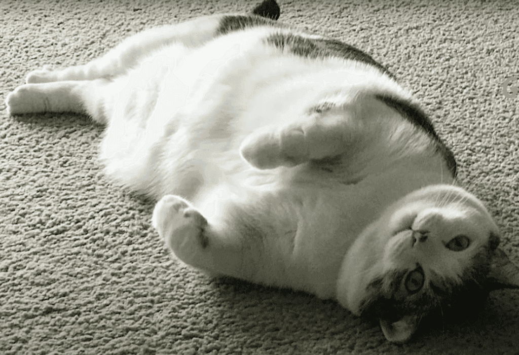 This 30-Pound Cat Fell From A Balcony And Lay Motionless—What Vets ...