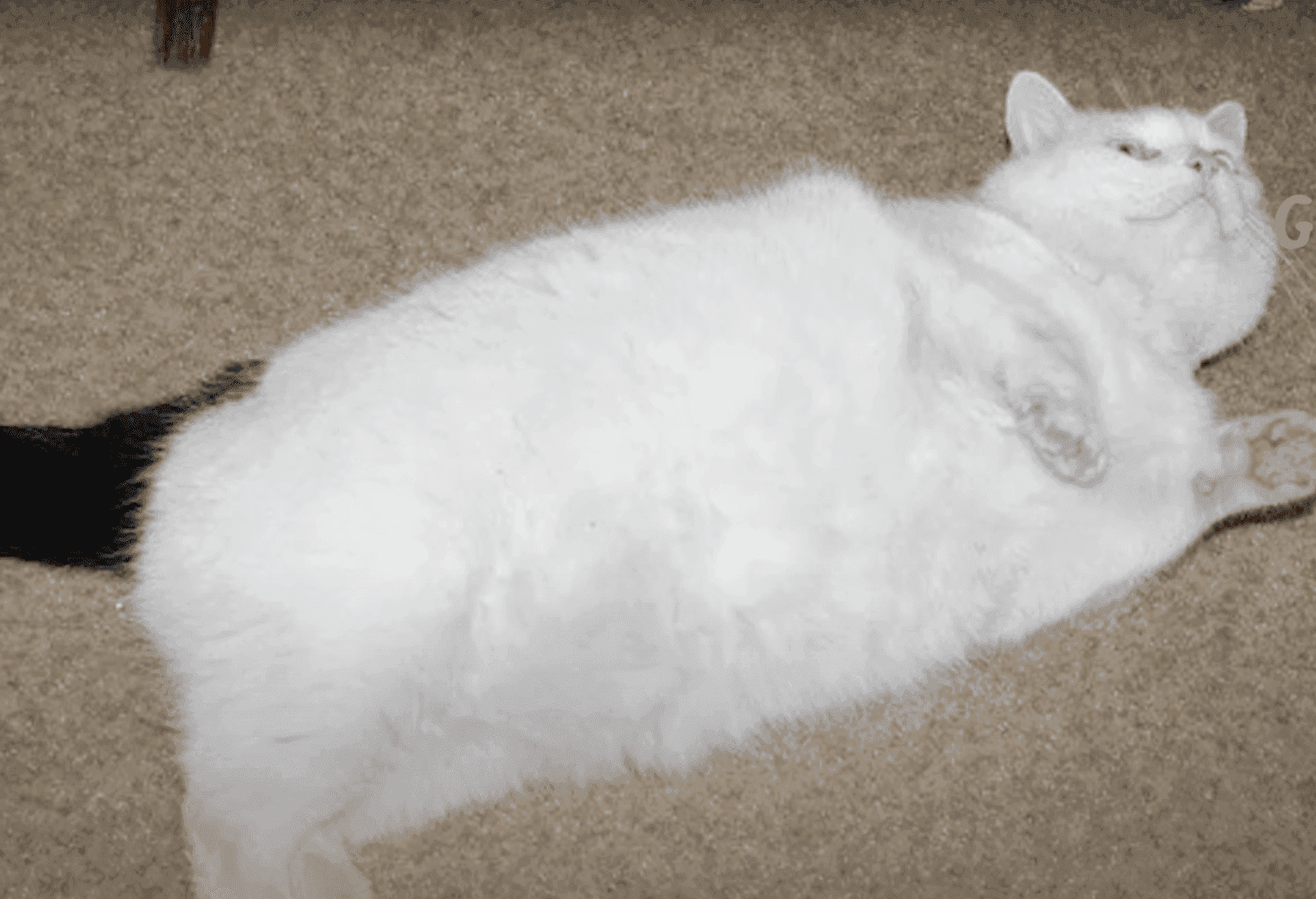 This 30-Pound Cat Fell From A Balcony And Lay Motionless—What Vets ...