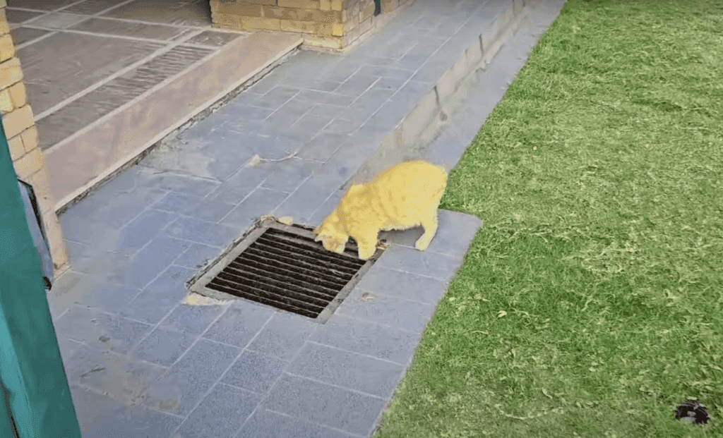 This Cat Was Desperately Staring Into A Drain For Hours And What Was ...