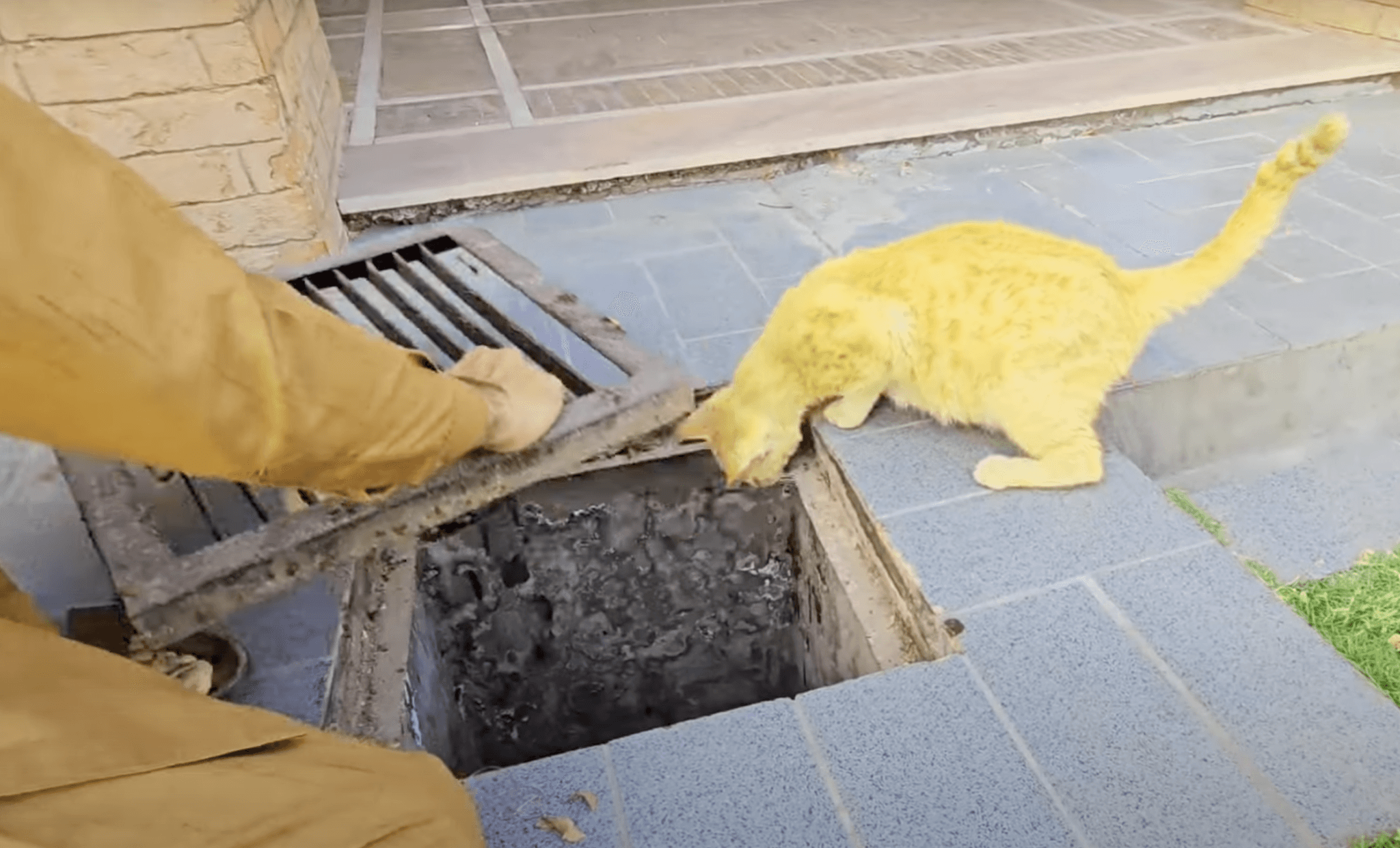 This Cat Was Desperately Staring Into A Drain For Hours And What Was ...