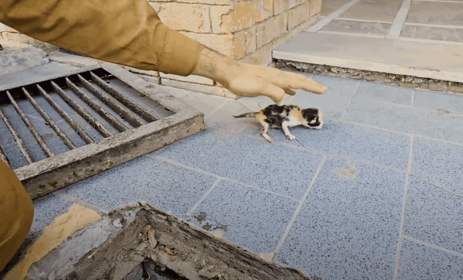 This Cat Was Desperately Staring Into A Drain For Hours And What Was ...