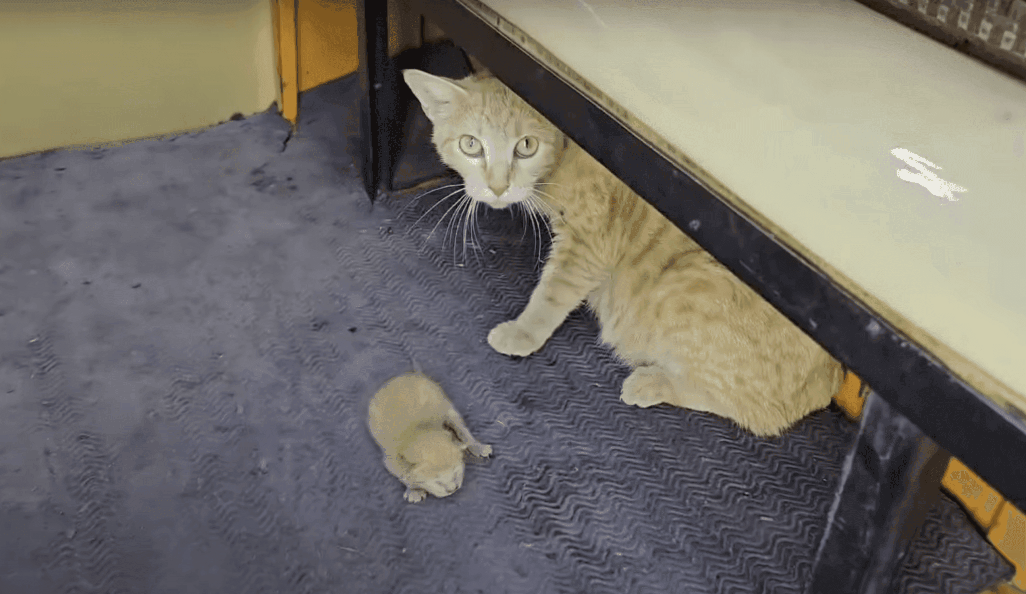 This Cat Was Desperately Staring Into A Drain For Hours And What Was ...