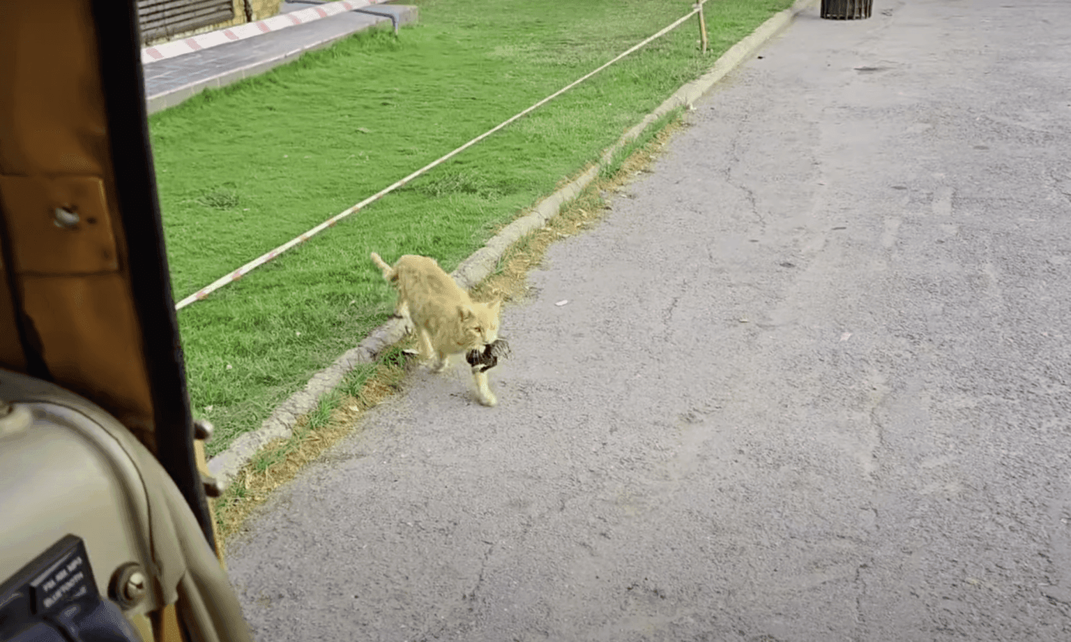 This Cat Was Desperately Staring Into A Drain For Hours And What Was ...