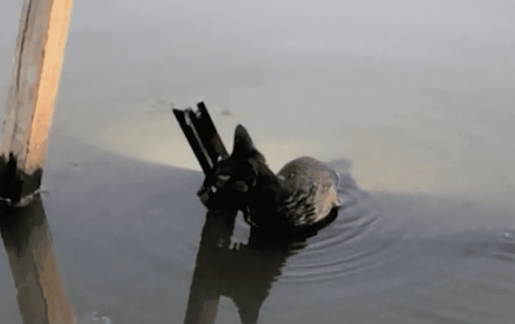 Girl Pulled A Drowning Cat From River — What She Found Wrapped Around ...