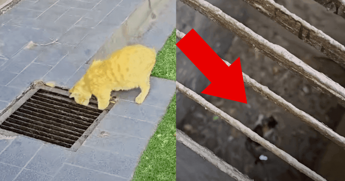 This Cat Was Desperately Staring Into A Drain For Hours And What Was ...