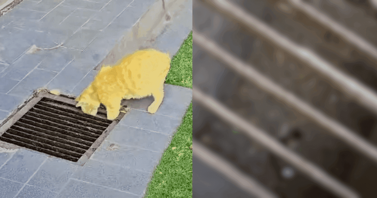 This Cat Was Desperately Staring Into A Drain For Hours And What Was ...