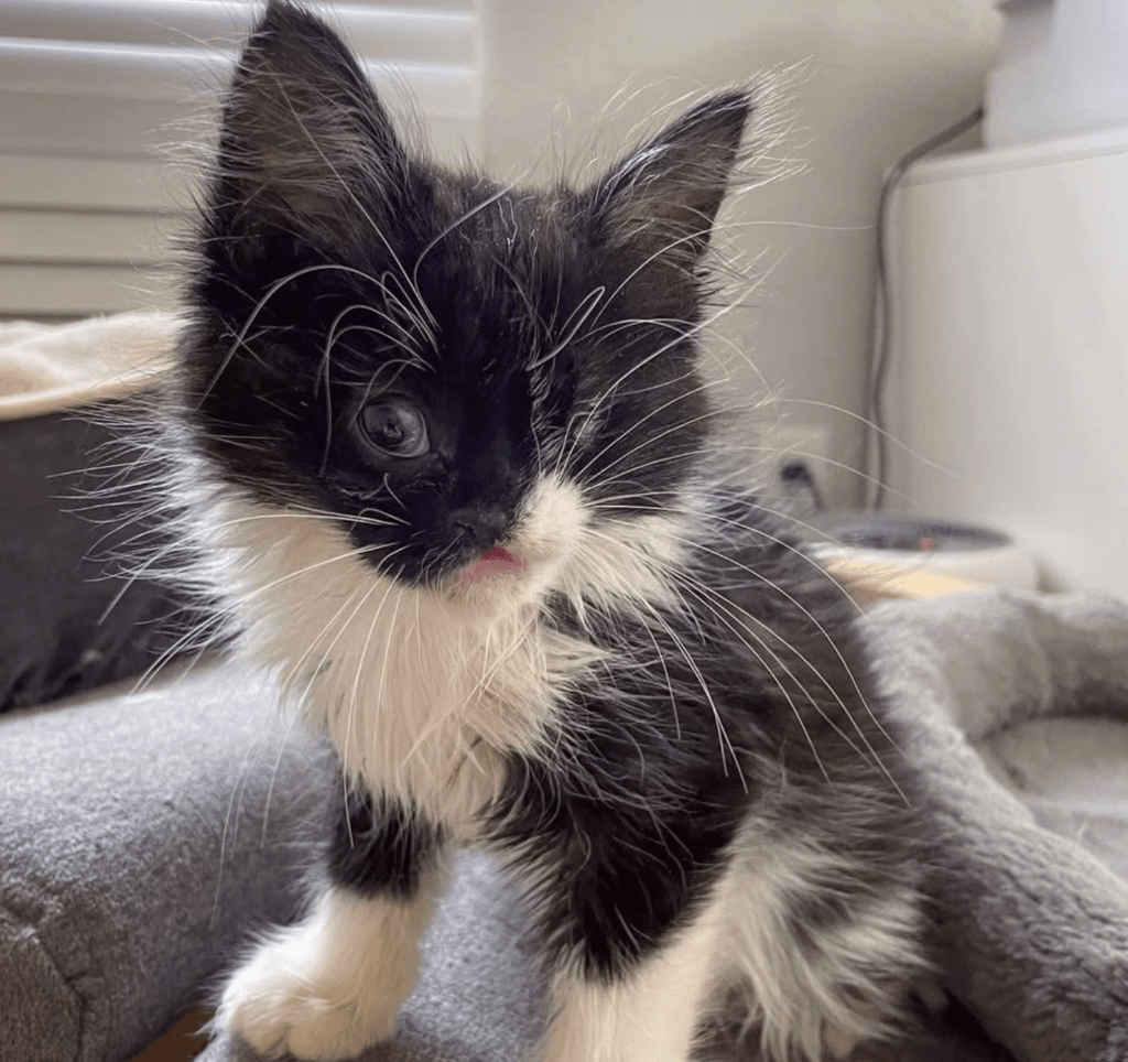 Kitten Born With One Eye Was Too Deformed To Get Adopted Until A ...