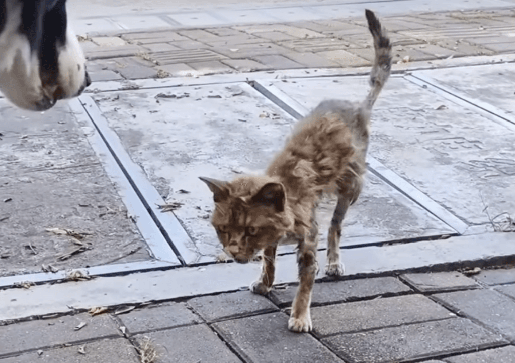 This Skeleton-Thin Stray Cat Collapsed On The Road But What Vets Found ...
