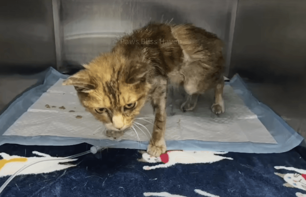 This Skeleton-Thin Stray Cat Collapsed On The Road But What Vets Found ...