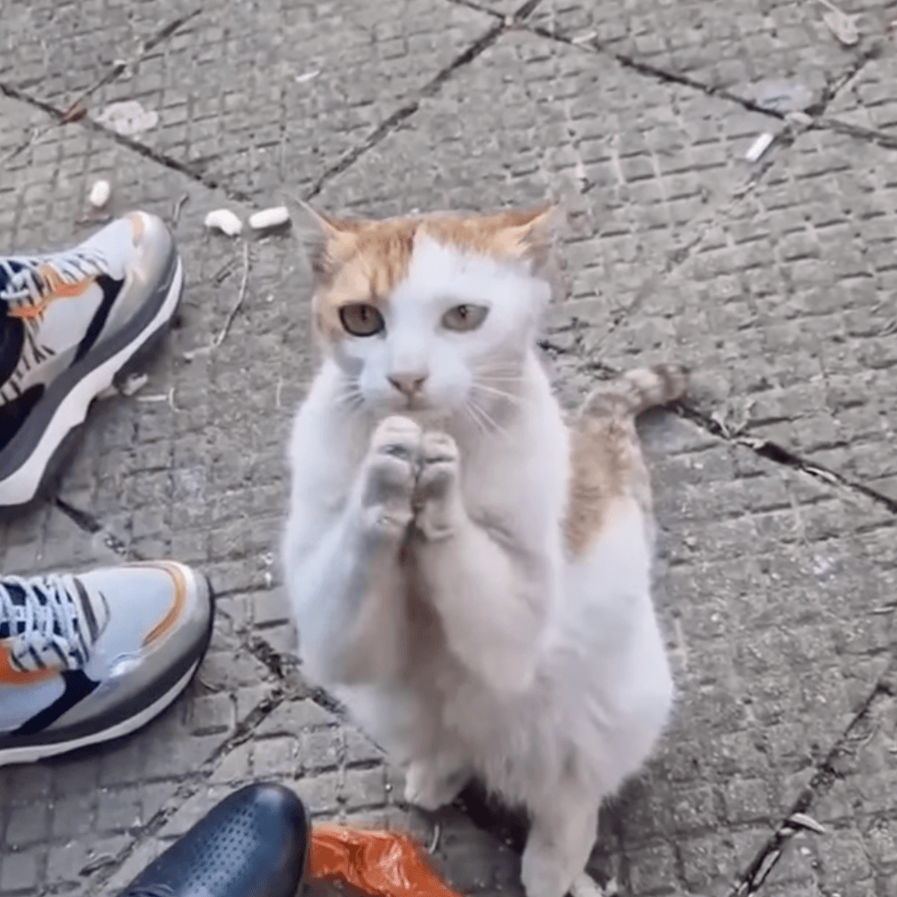 Man Horrified After Seeing Stray Cat Begging With Both Paws — Until A ...