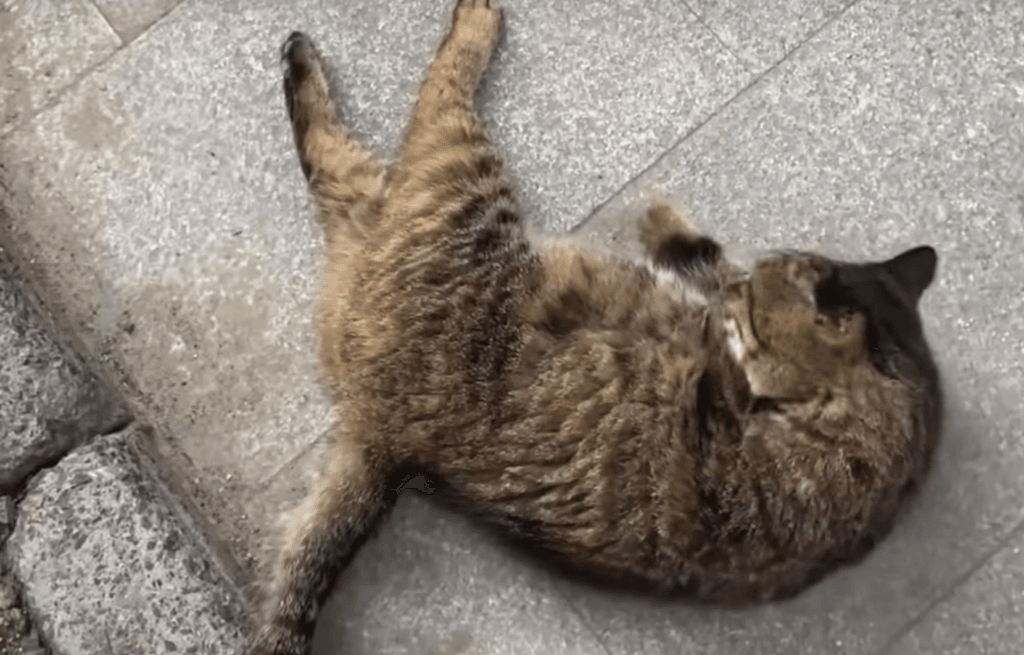 Stray Cat With No Legs And One Ear Waited On The Cold Pavement Until A ...