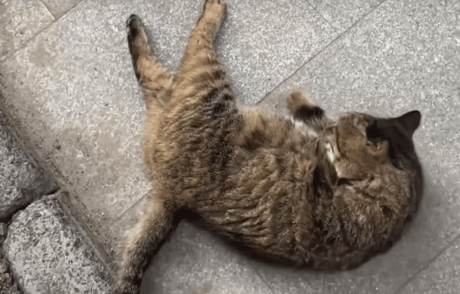 Stray Cat With No Legs And One Ear Waited On The Cold Pavement Until A ...