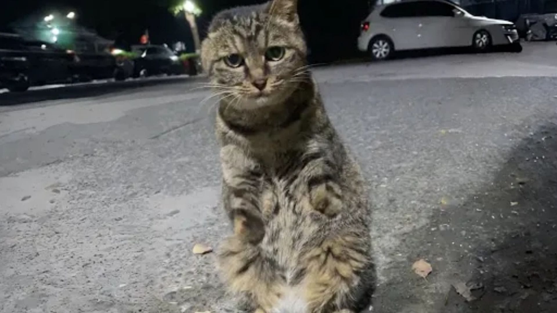 Stray Cat With No Legs And One Ear Waited On The Cold Pavement Until A ...
