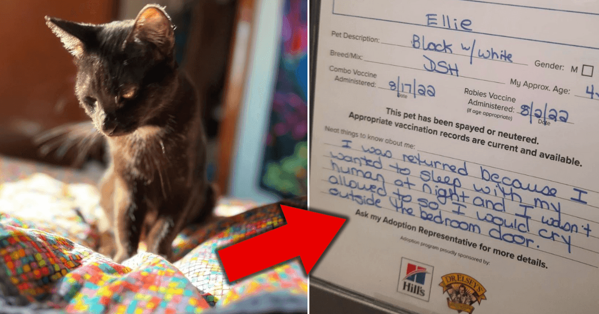 This Cat Was Abandoned For The Most Heartbreaking Reason Until A Kind ...