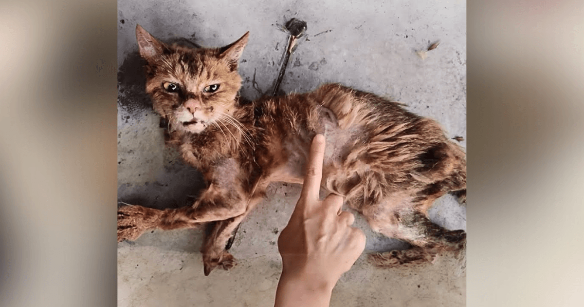This Skeleton-Thin Stray Cat Collapsed On The Road But What Vets Found ...