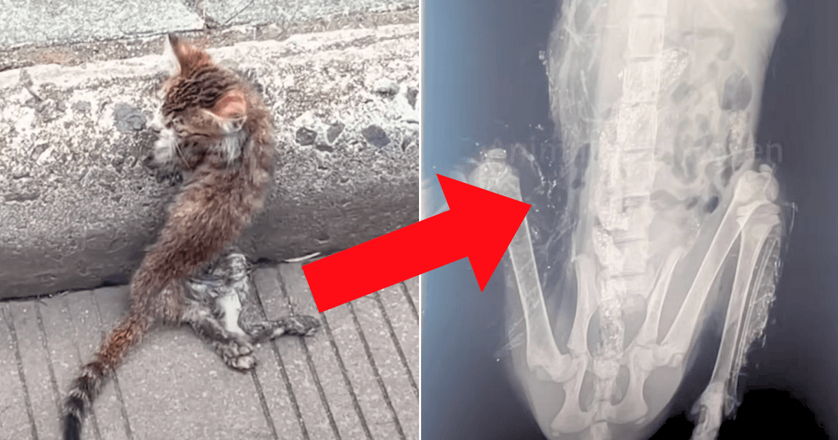 Paralyzed Kitten Was Fighting For His Life After Being Hit By A Car But ...