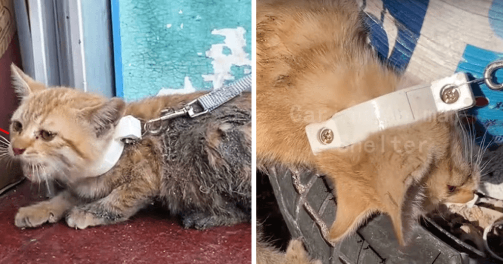 This Stray Cat Was Chained To A Local Shop Due To An Innocent Act And ...