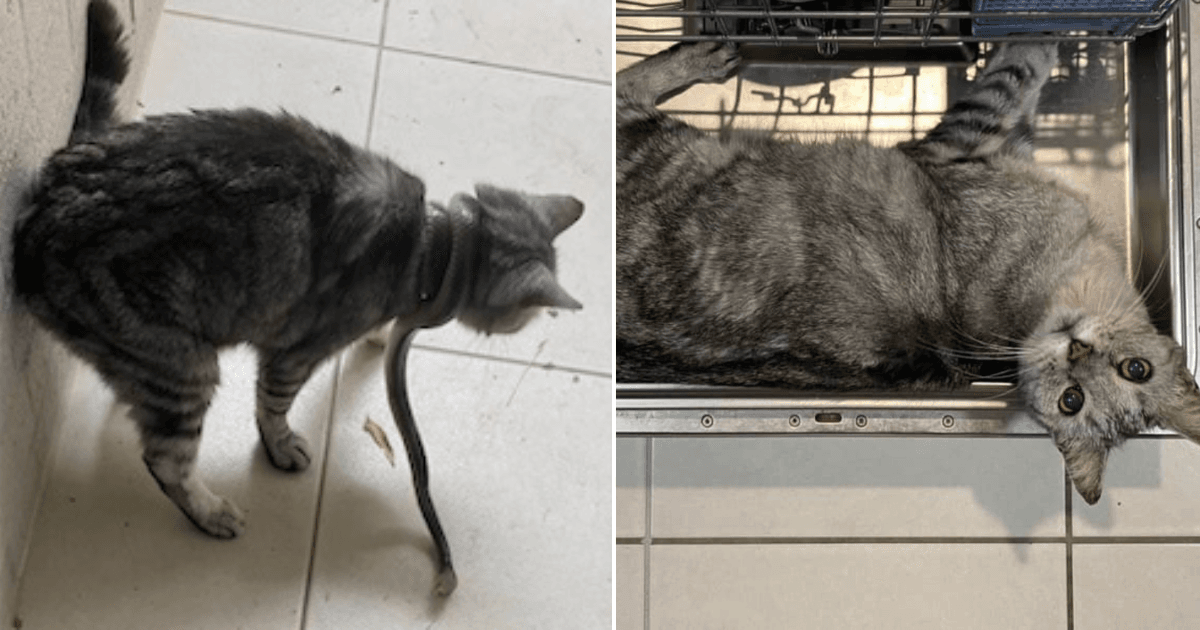 Woman Almost Faints After Realizing “Rope” Choking Her Cat’s Neck Is ...