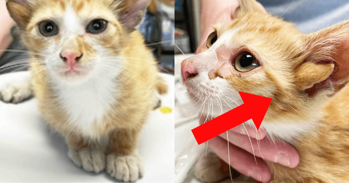 Shelter Finds Stray Kitten With ‘Extremely Rare’ Mutation – Vets Were ...