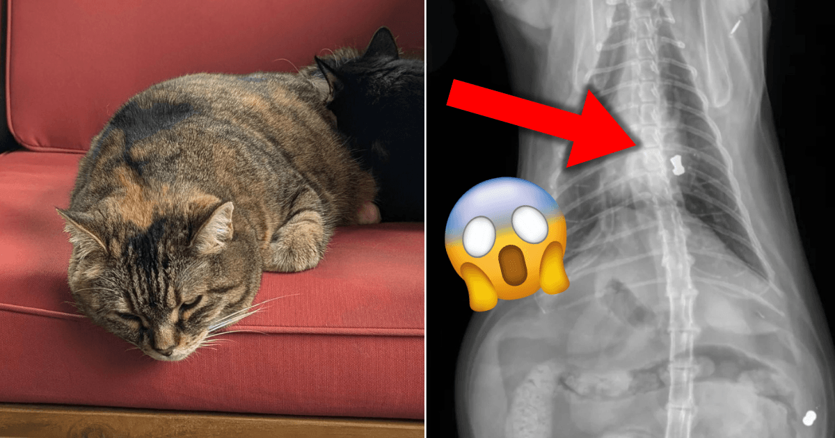 This Shelter Cat Was Limping For Years And No One Expected What X-Rays ...