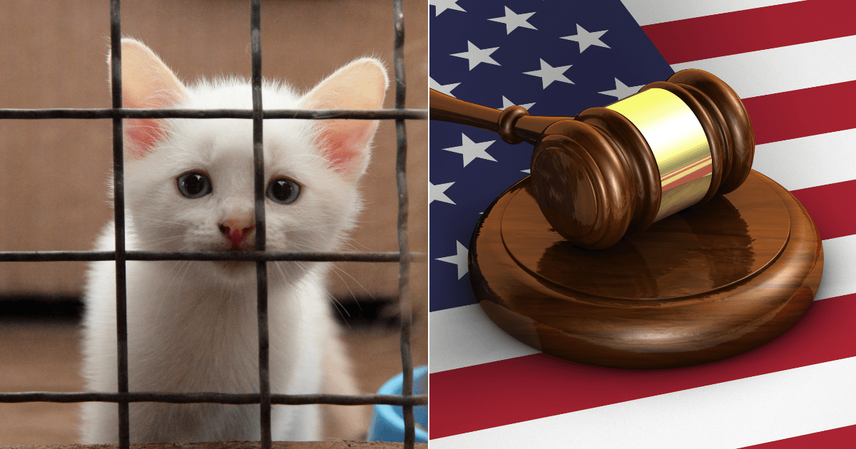 New U.S. State Puts A Complete Ban On The Sale Of Cats & Other Pets In ...