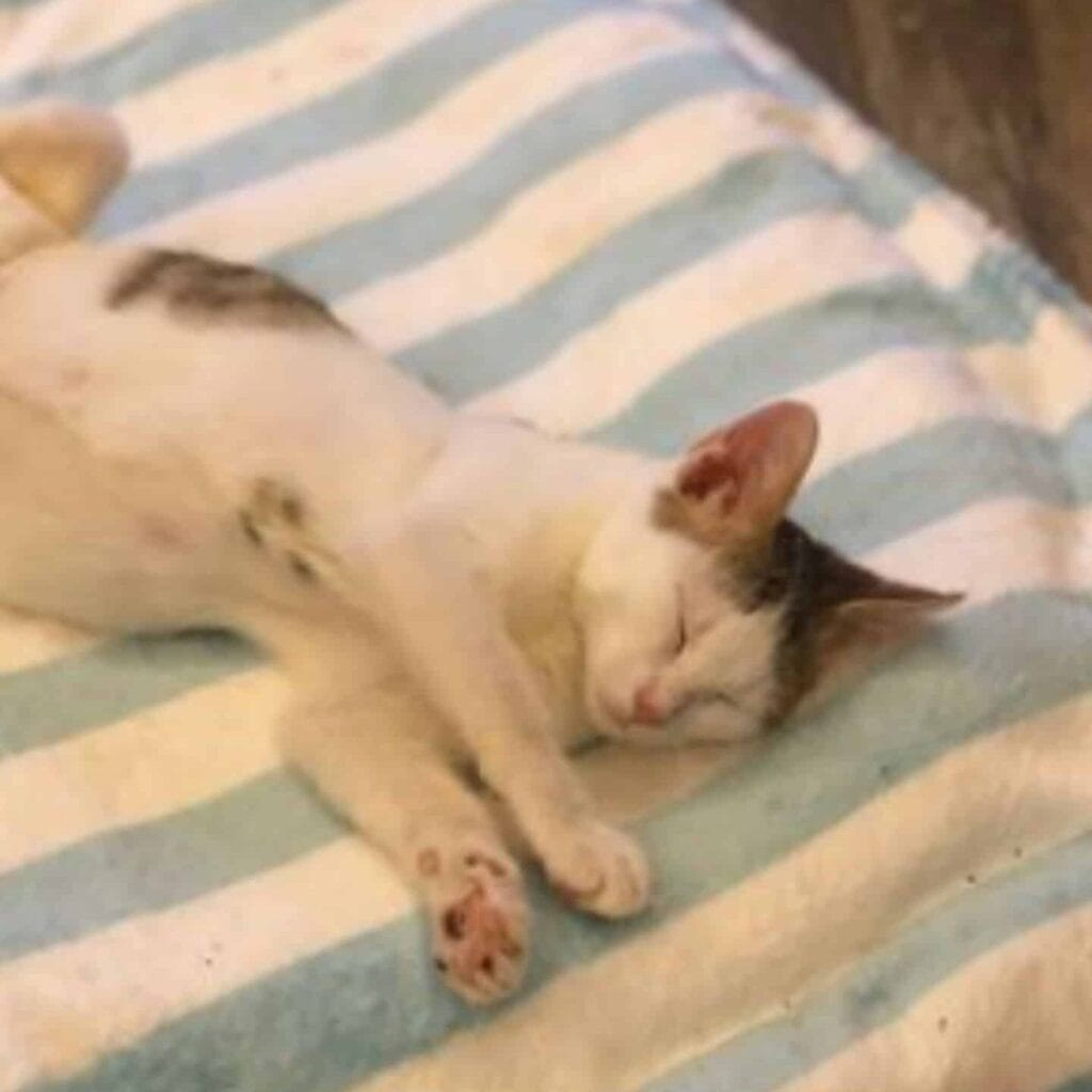 Paralyzed Kitten Follows Strangers For Help But Vets Realize His ...