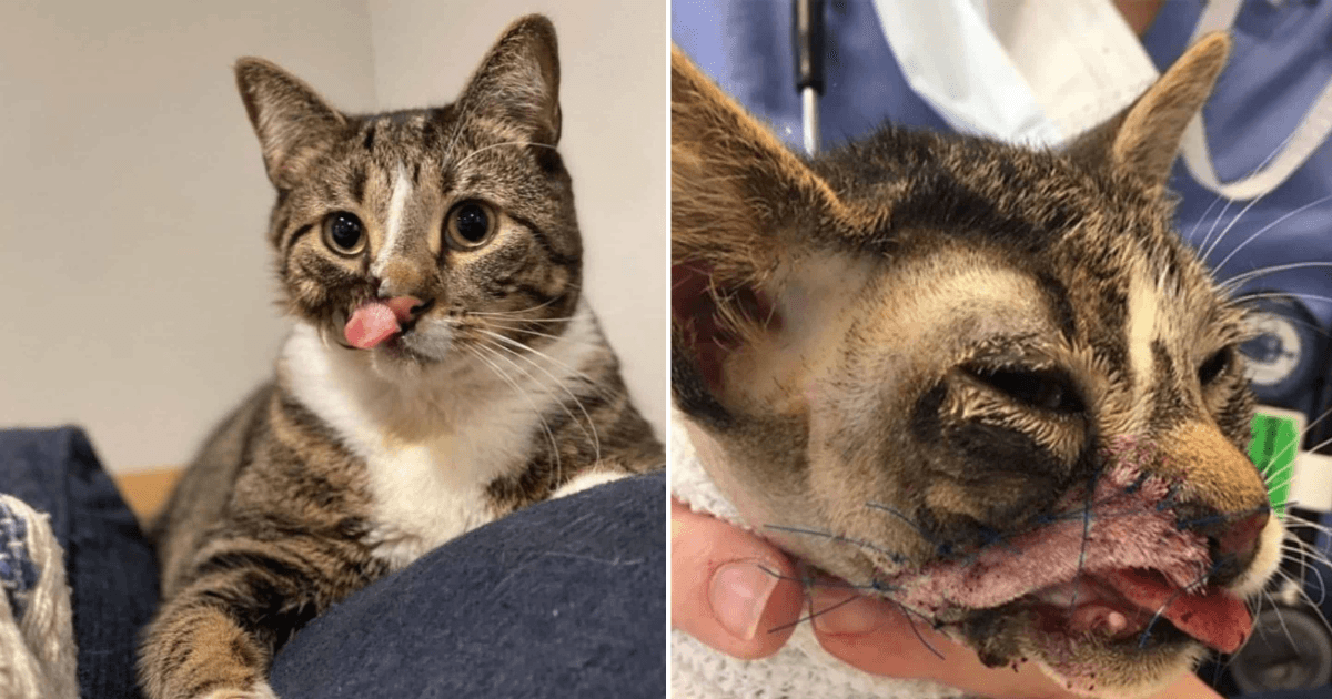 Stray Cat Lost Half Her Face Due To A Horror Accident But Vets Refused ...