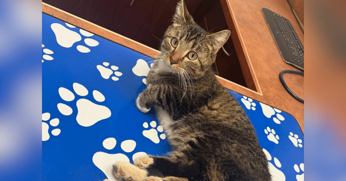 This ‘One in a Million’ Cat Was Found With An Extremely Rare Genetic ...