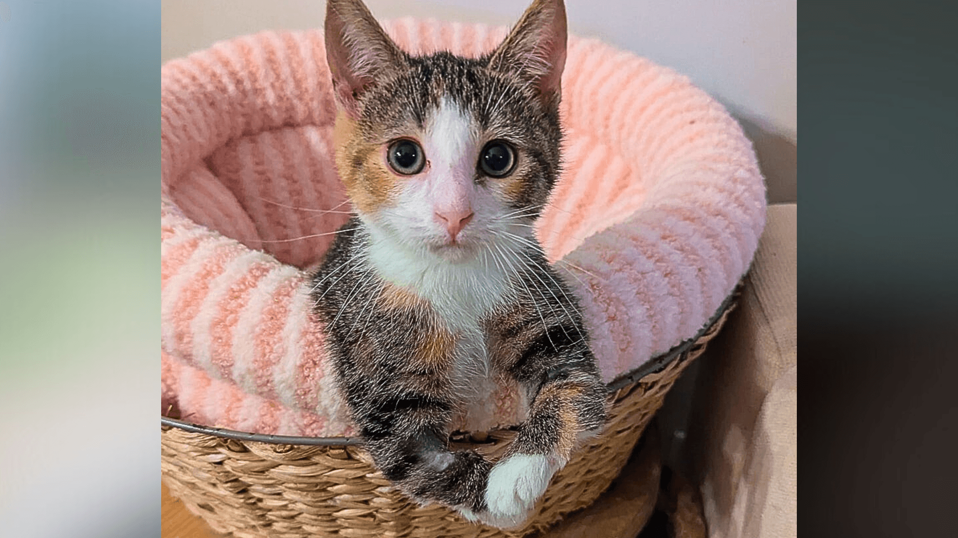 Local Shelter Found Tiny Kitten With Curved Paws — But There Was A ...