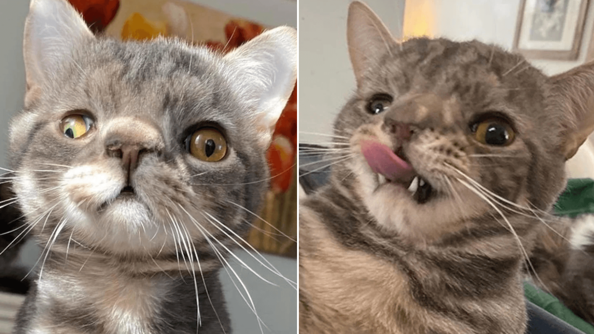 Tiny Kitten With Abnormal Face Was Rejected By Adopters Until One ...