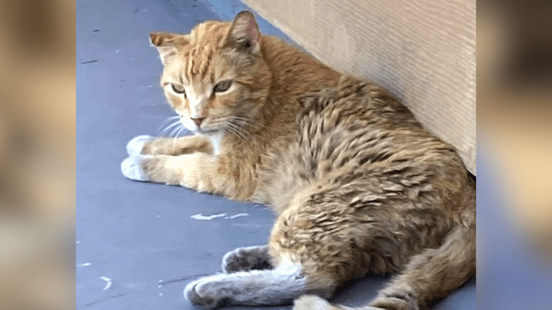 Stray Cat Found In Horrible Condition On The Streets Until A Shelter ...