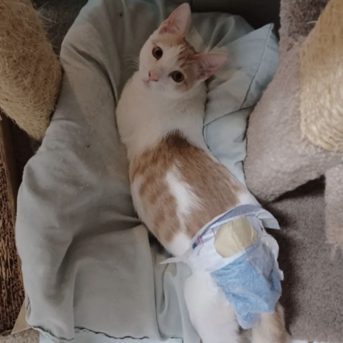 Paralyzed Kitten Climbs Up Kennel Door At Shelter And The Reason Is ...