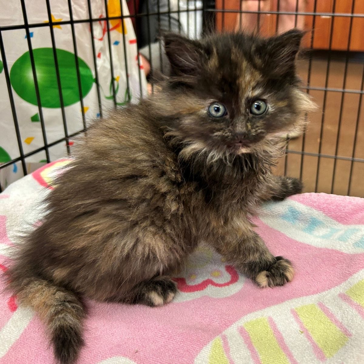 Tortoise Kitten Abandoned At Oregon Shelter Turns Out To Be An ...
