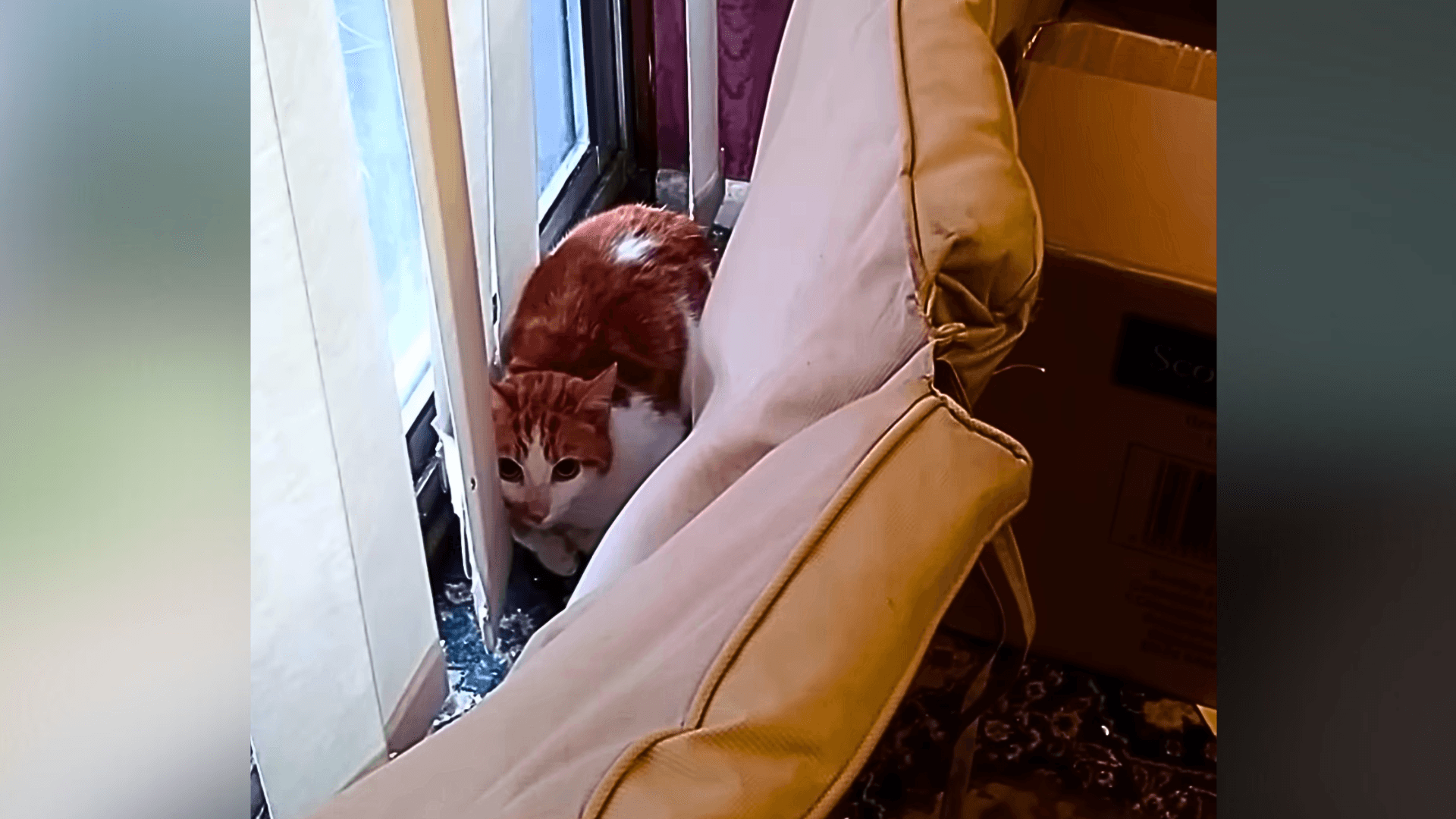 Five Cats Trapped Inside After Their Owner Died — The Shocking Truth ...
