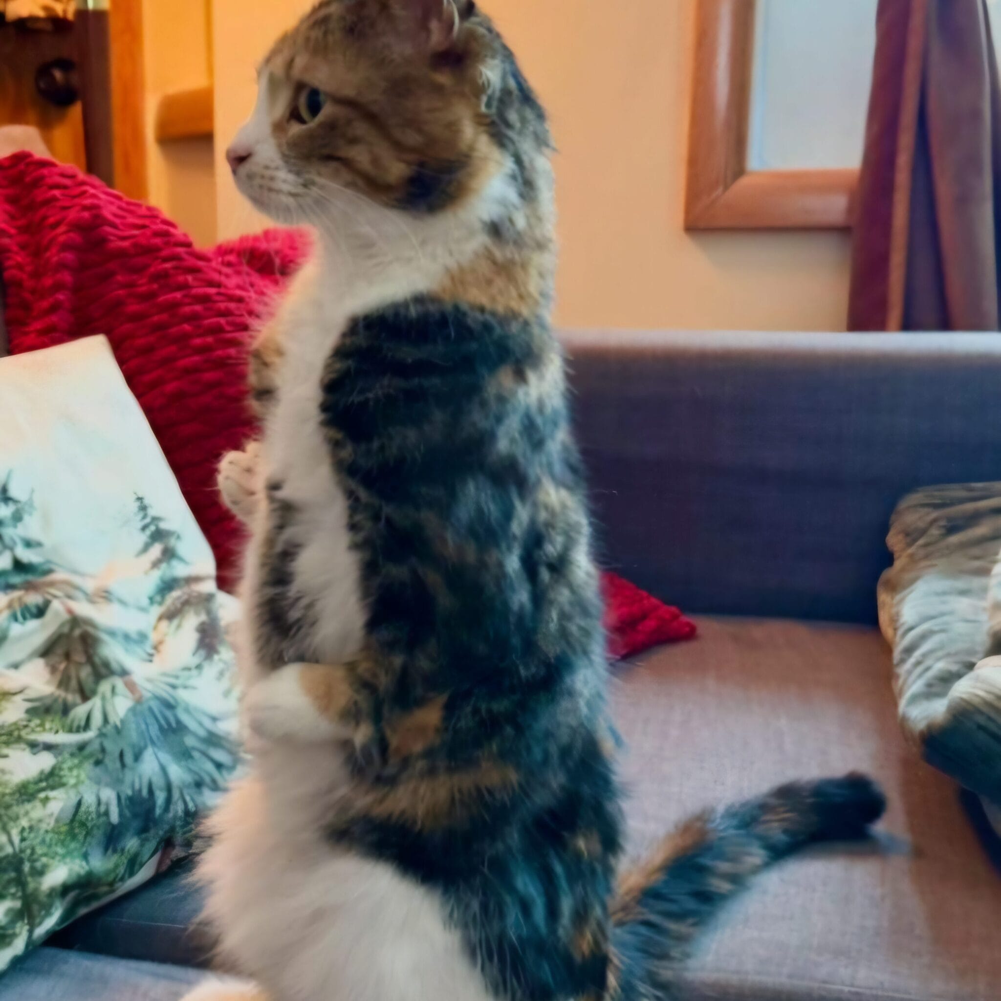 Disabled Rescue Cat Was On The Euthanasia List Until A Worker Saw ...