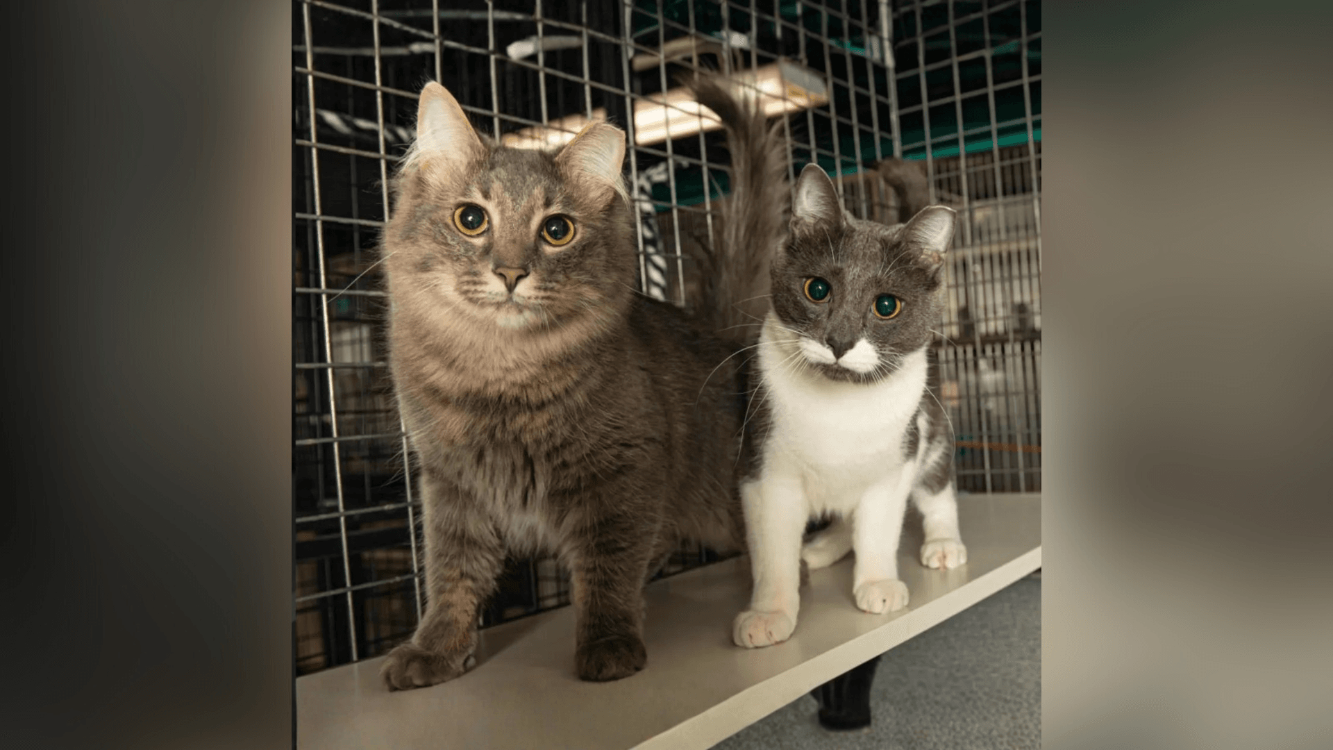 Two Cats Siblings Were Abandoned In A Taped Up Box — But The Note Left ...